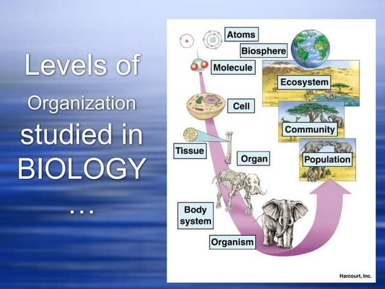 Levels of Biological Organization Updated | PPT