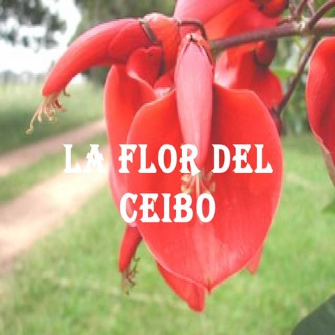 Leyenda flor de ceibo | PPT