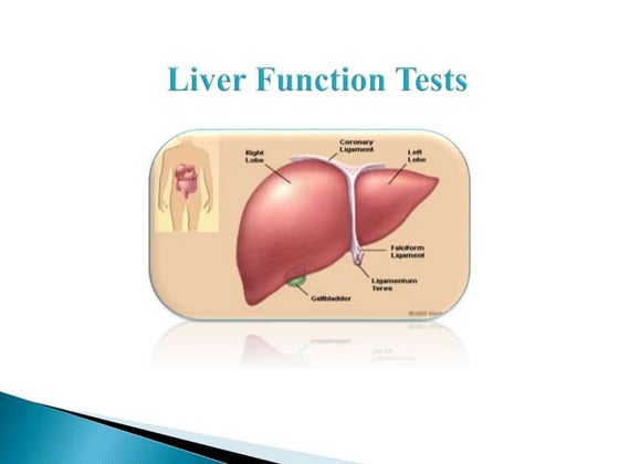 Liver Function Test Lft Ppt