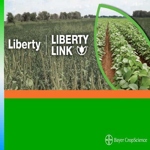 LibertyLink® Liberty® Canola | PPT