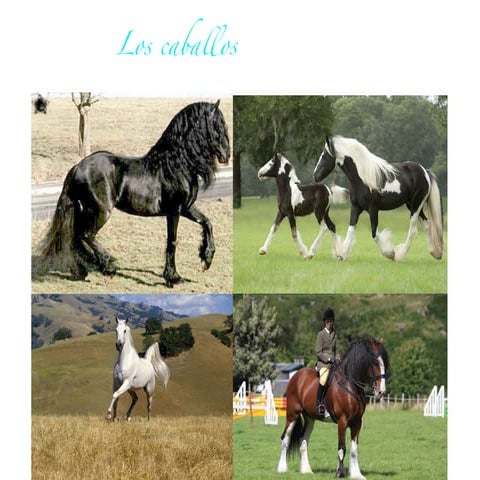 Libro sobre caballos | PDF