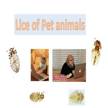 Lice of pet animals | PPTX