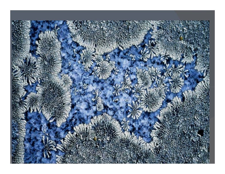 Lichen powerpoint presentation