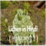 Lichen in Hindi.pptx