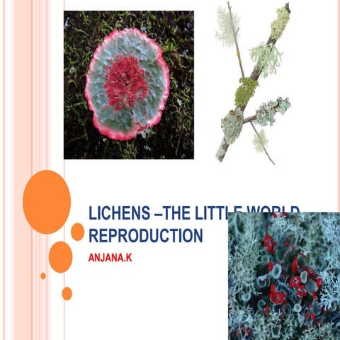 Lichen Reproduction: Vegetative and Sexual Methods | PPT