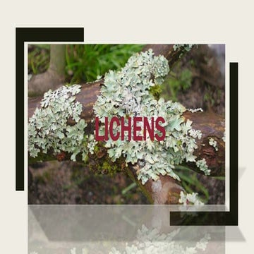 Lichens.pptx