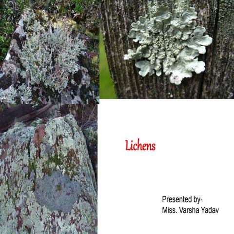 Structure and Classification of Lichen.pptx
