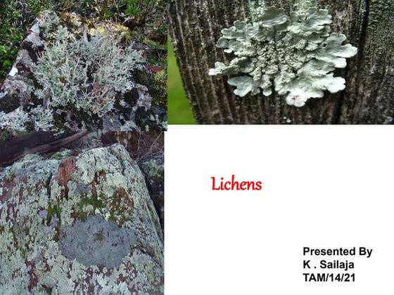 Lichens | PPT
