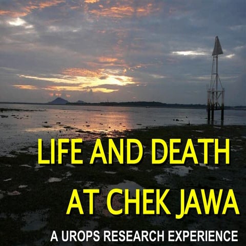Life And Death at Chek Jawa | PPT