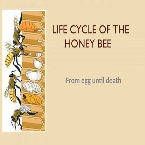 life-cycle-of-the-honey-bee. APICULTUREpptx | PPT