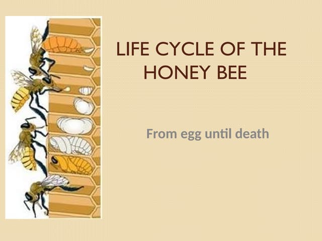 Honey Production & Processing | PPTX