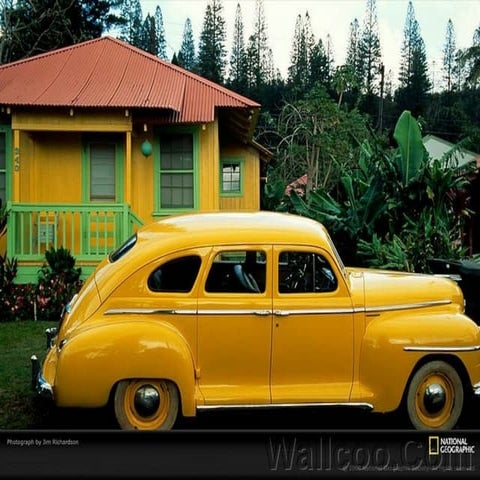 Life In Colour Yellow | PPS