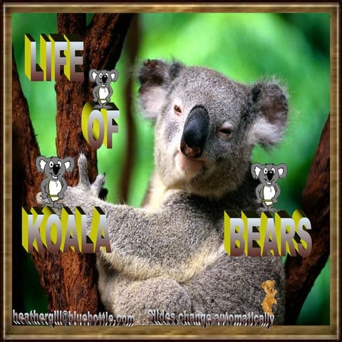 Life Of Koala Bears | PPS