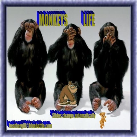 Life Of Monkeys 01 | PPS