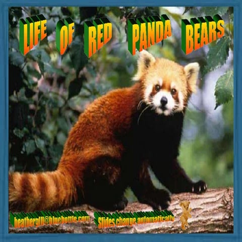 Life Of Red Panda Bears | PPS