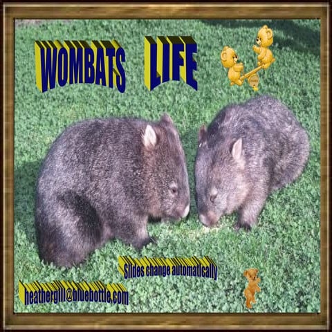 Life Of Wombats | PPS