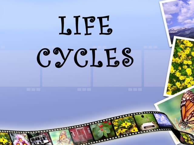 The human life cycle | PPT