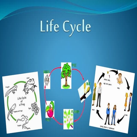 Life Cycles | PPTX