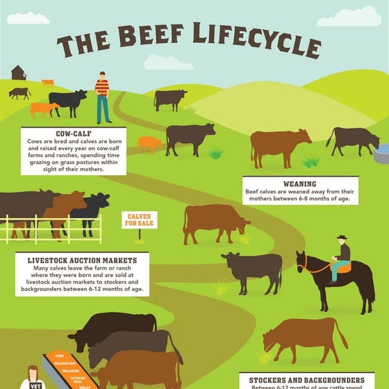 Principles-of-Meat | PPTX