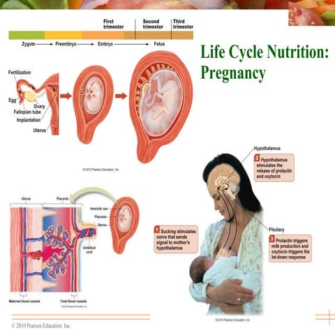 Life Cycle Nutrition - Talks about the nutrition requirements for an individual in each stage of ...