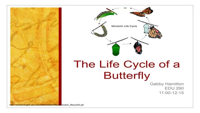 Butterfly Life Cycle