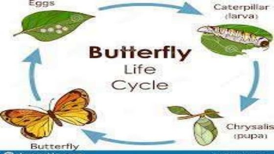 Life cycle of a butterfly | PPTX | Biological Sciences | Science