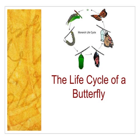 lifecycleofabutterfly-Dr_Sana_Waris.pptx | Birdwatching | Hobbies ...