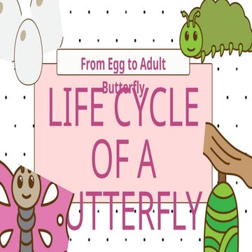 Life Cycle of a Butterfly Presentation in Pink and White Illustrative ...