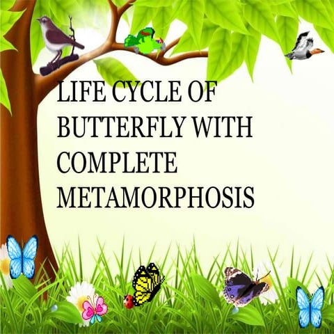life cycle of a butterfly with complete metamorphosis lesson 35 science ...