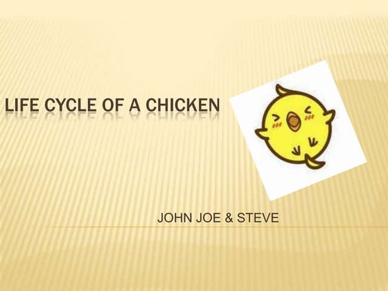 Chicken cycle | PPT