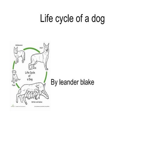 Life cycle of a dog | PPTX