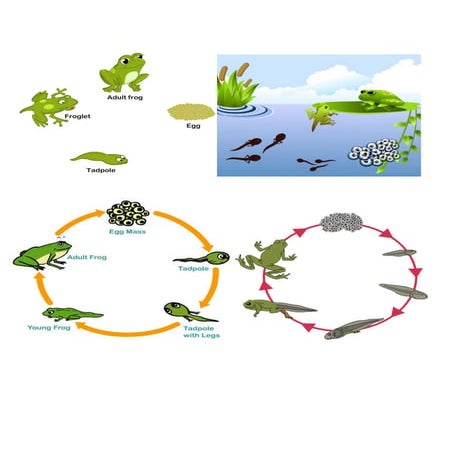 Life cycle of a frog | DOC