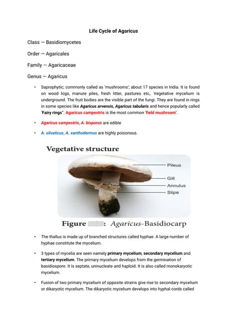 Life cycle of Morchella (For BSc Botany students).pdf