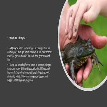 life cycle of amphibian frog.pptx