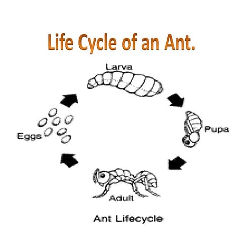 Life Cycle Of An Ant | PPTX