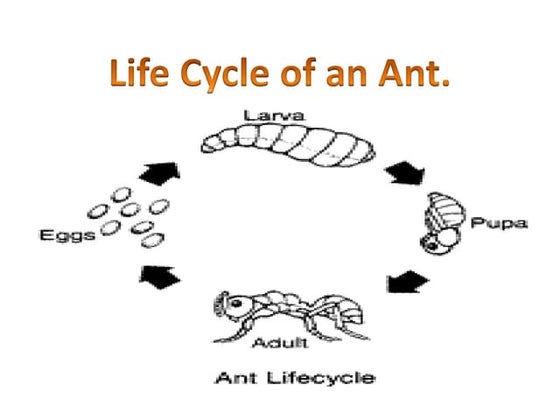 Ants | PPT