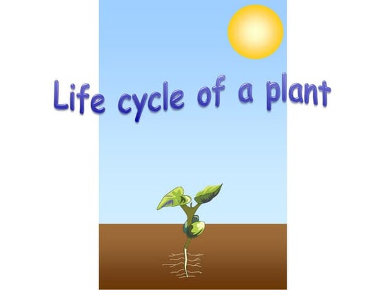 The Plant Life Cycle | PPT