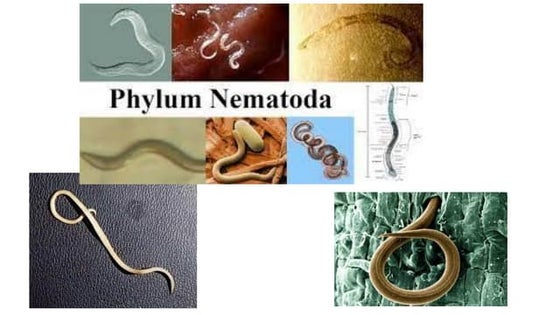 Ascaris Lumbricoides Giant Roundworm Ascaris Life Cycle Anatomy And