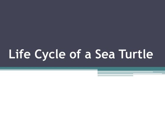 Butterfly Life Cycle | PPTX
