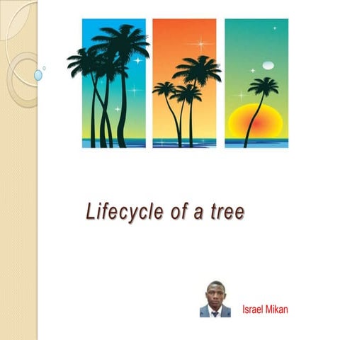 Lifecycle of a tree | PPTX