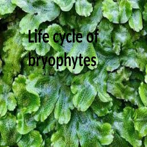 Life cycle and key concept of bryophytes.pptx