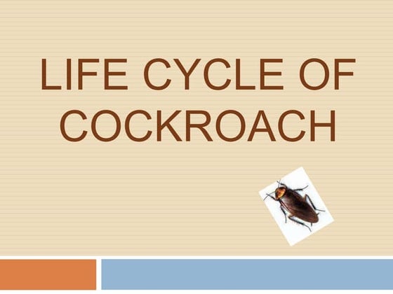 The cockroach | PPTX | Birds | Pets