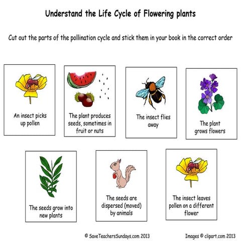 Life_cycle_of_flowering_plants_(worksheet).pdf