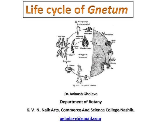 Chara Algae Life Cycle Reproduction In Algae (3 Types Of Reproduction)