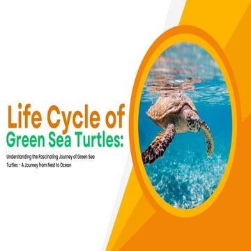 Cayman Turtle Centre: Exploring the Life Cycle of Green Sea Turtles ...