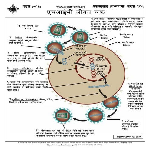 Life cycle of hiv aids | PDF