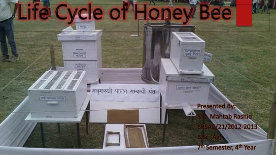 Modern method of apiculture - Apiculture - Beekeeping | PDF ...