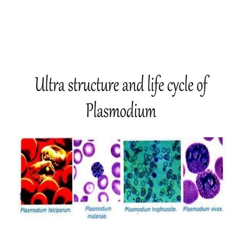 Plasmodium vivax structure and life cycle | PPT