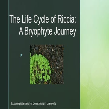 Riccia thallus structure and reproduction | PPTX
