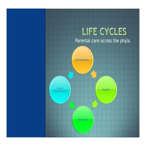 Life cycles | PPT